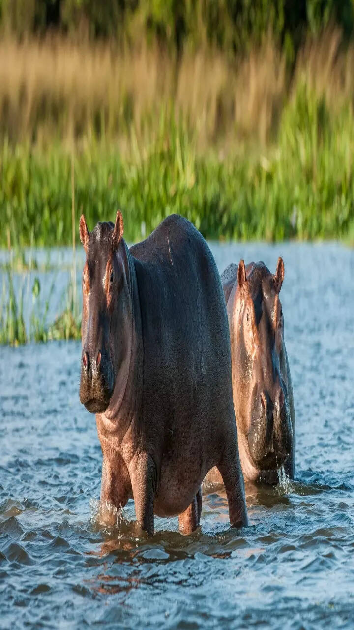 Nile River Animals Living In It