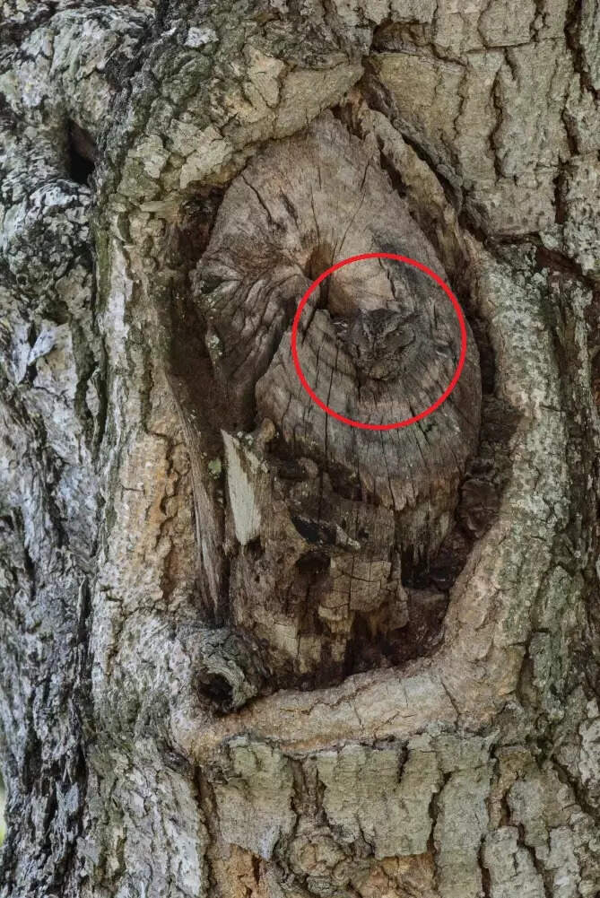An Owl For The Eagle-Eyed: Optical Illusion Challenges Viewers To Spot ...