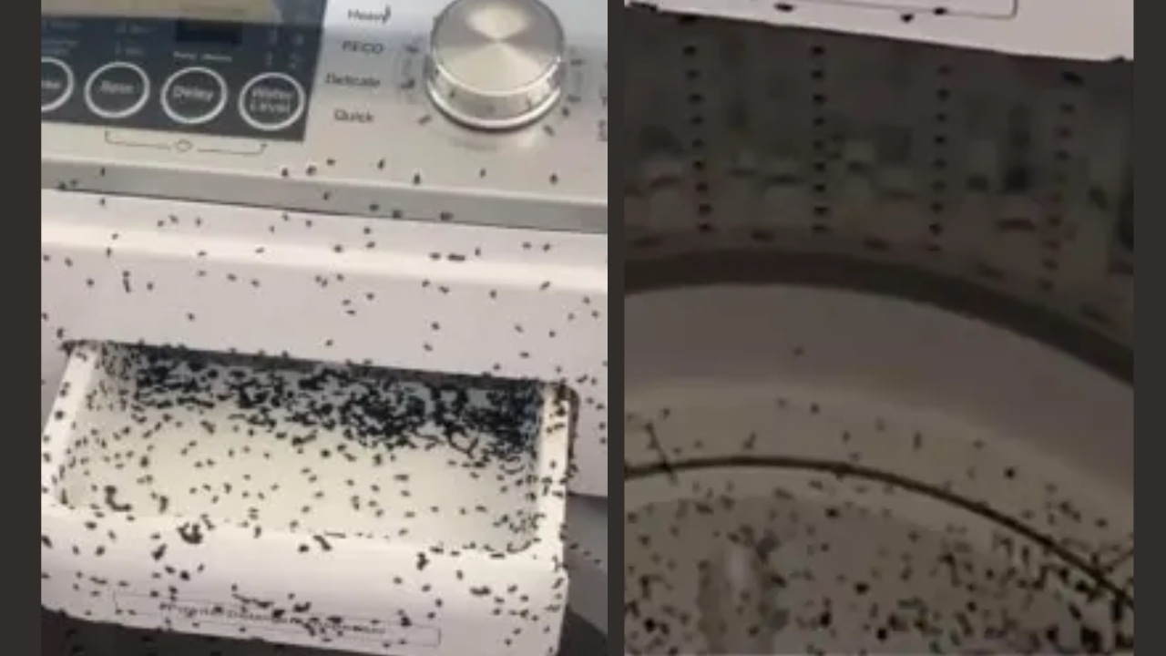 Woman’s Washing Machine Discovery Leaves Internet Horrified; ‘Burn it ...