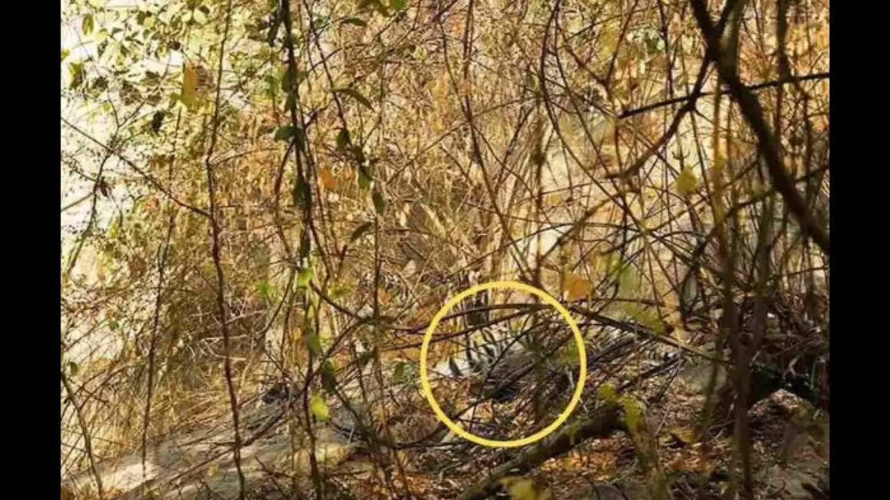 Optical Illusion: Find The Hidden Tiger In The Image In 10 Seconds ...