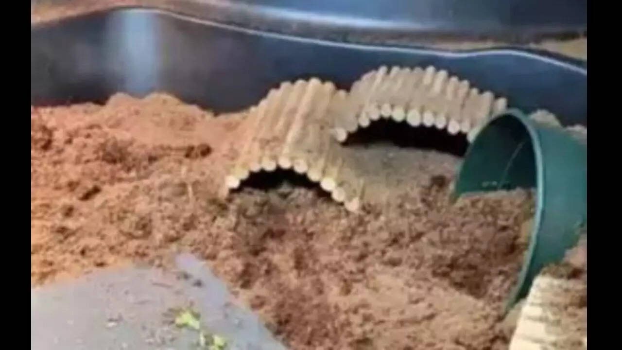 Optical Illusion: There Is A Camouflaged Turtle In The Image. Can You ...