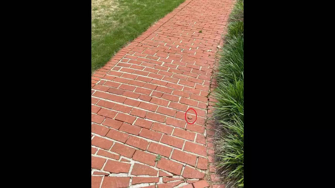 Optical Illusion: Challenge Yourself To Find The Hidden Turtle In The ...