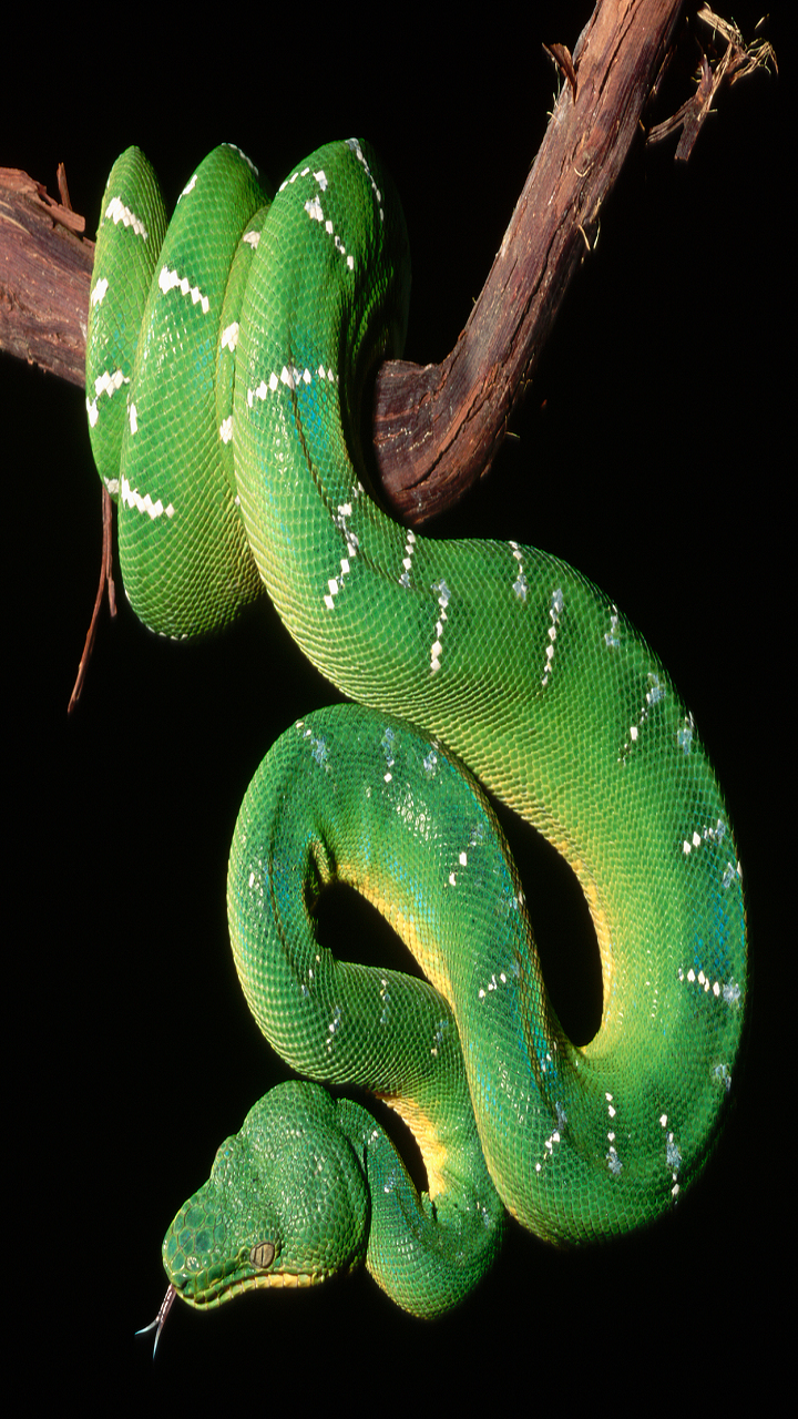 farming of venomous snakes in china read interesting fact- येथे केली ...