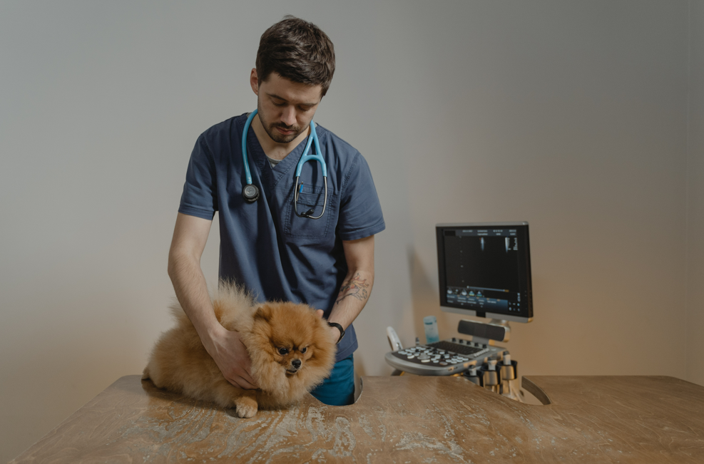 The Importance of Regular Vet Check-Ups for Your Pet | Pets News, Times Now
