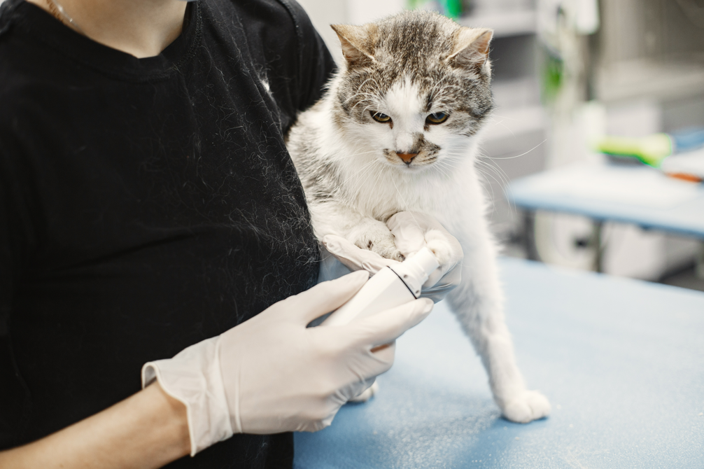 The Importance of Regular Vet Check-Ups for Your Pet | Pets News, Times Now