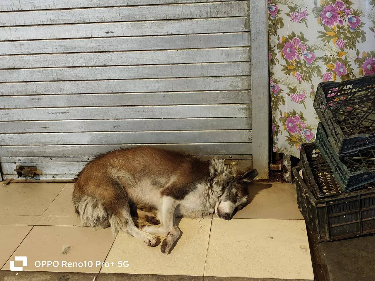 Oppo Reno 10 Pro Plus Review | Times Now