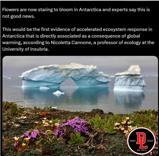 Antarctica's Blooming Flowers: Debunking The Viral Picture That Sparked Memes | Viral News ...