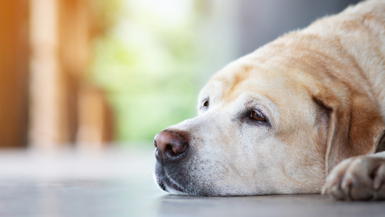 8 Signs Your Dog Is Unhappy And What To Do About It | Pets News, Times Now