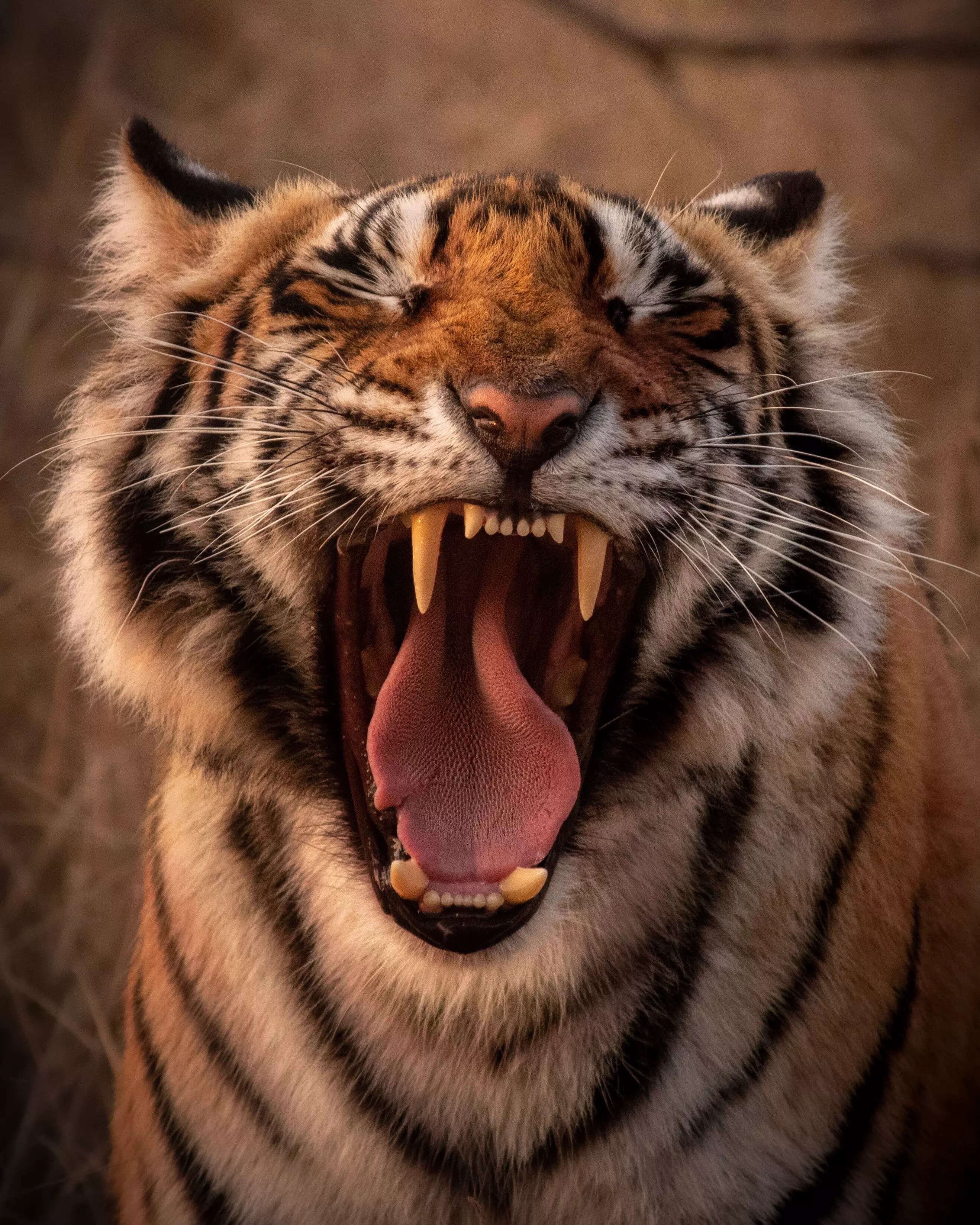 Tiger Safaris in India: The Ultimate Guide To The Best Tiger Safaris In ...
