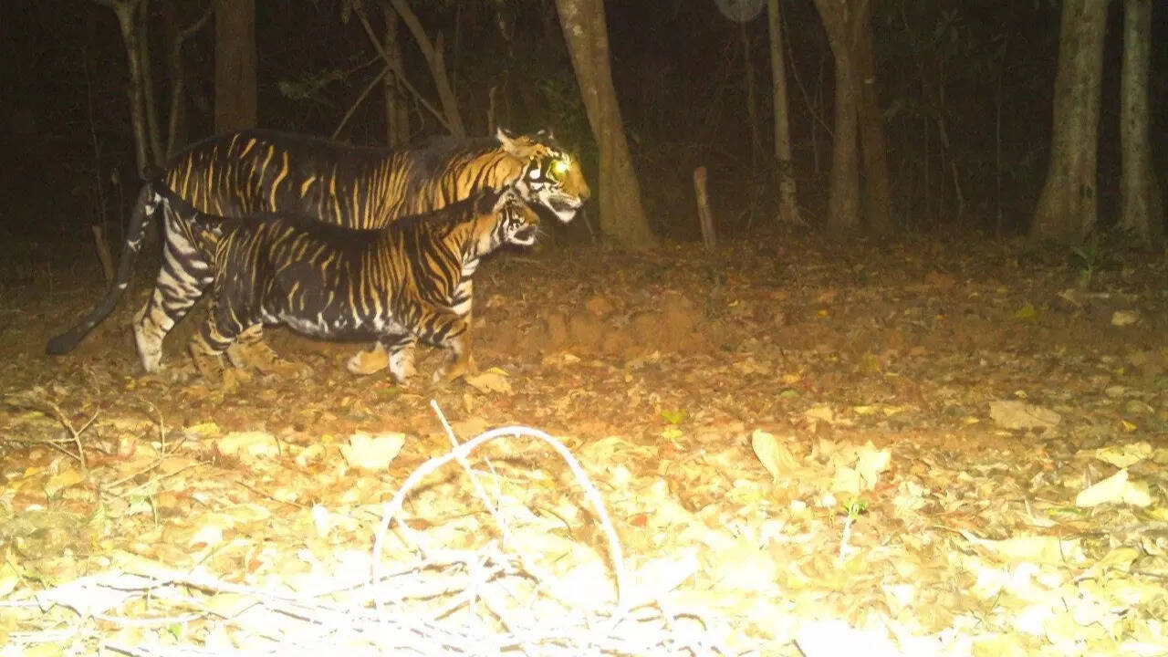 Tiger: In Pictures: The Elusive Black Tigers of Odisha | Viral News ...