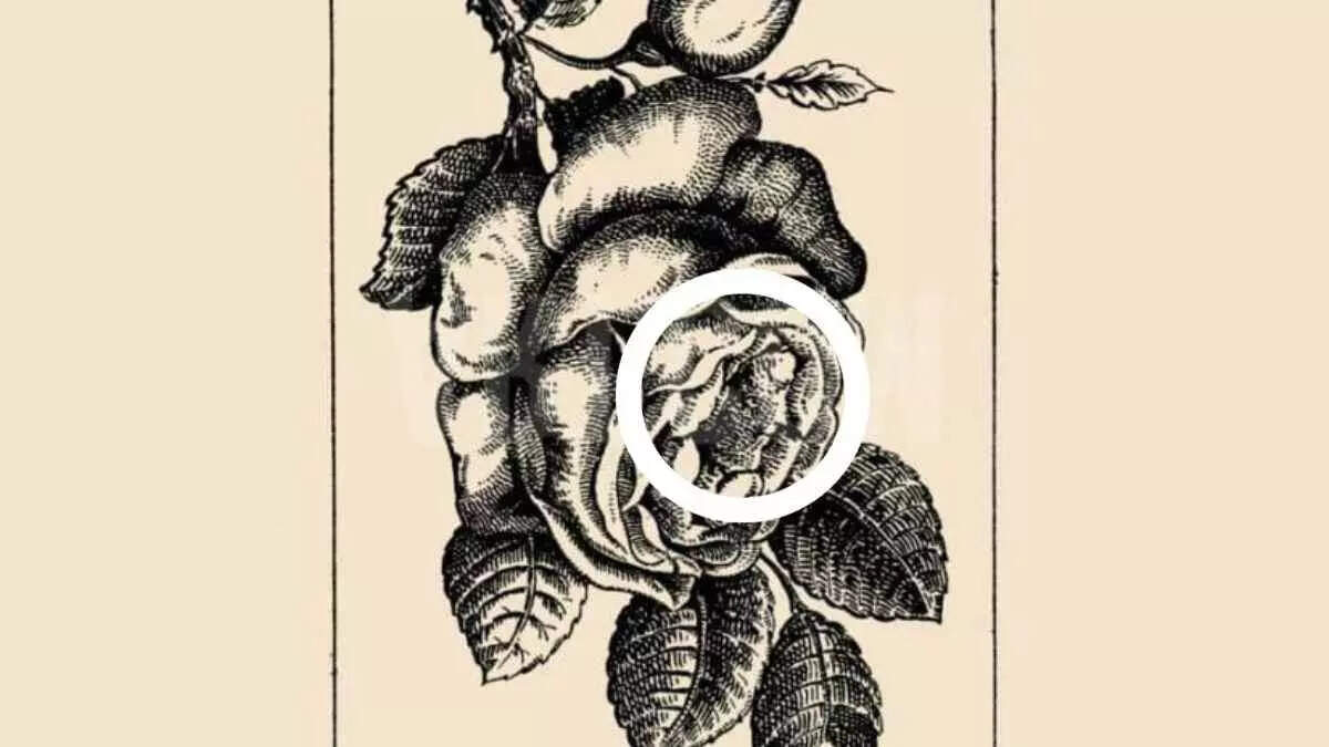 Brain Teaser: Optical Illusion: Can You Spot The Hidden Girl In This ...