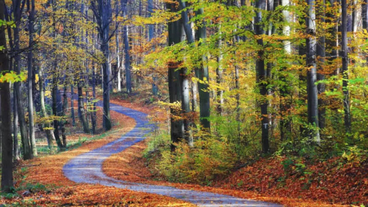 Personality Test: Personality Test: Choose A Forest Path And It Can ...