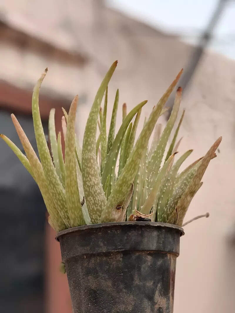 Realme 12 Pro Review: Looks Above Everything Else | Technology ...