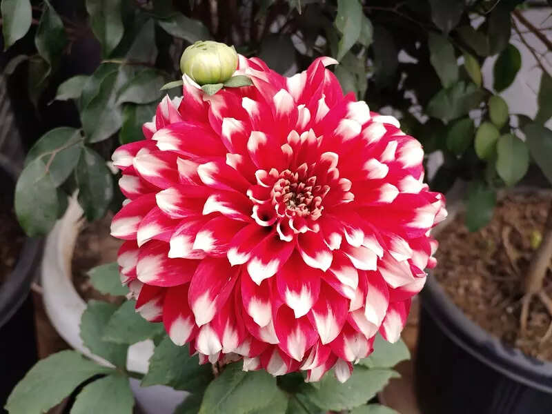 Realme 12 Pro Review: Looks Above Everything Else | Technology ...