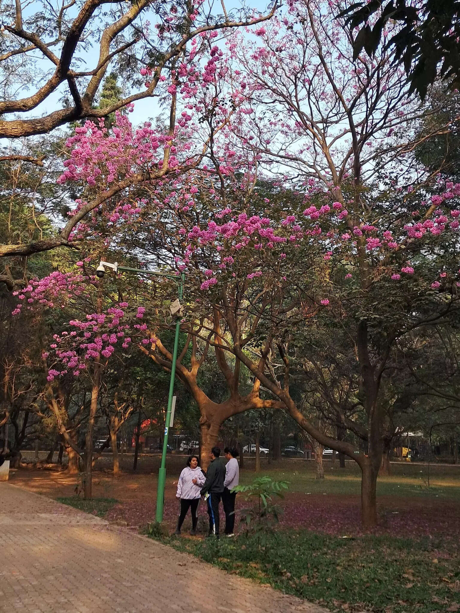 Cherry Blossom: Bengaluru Takes On Pink Hues With Blossom Season ...