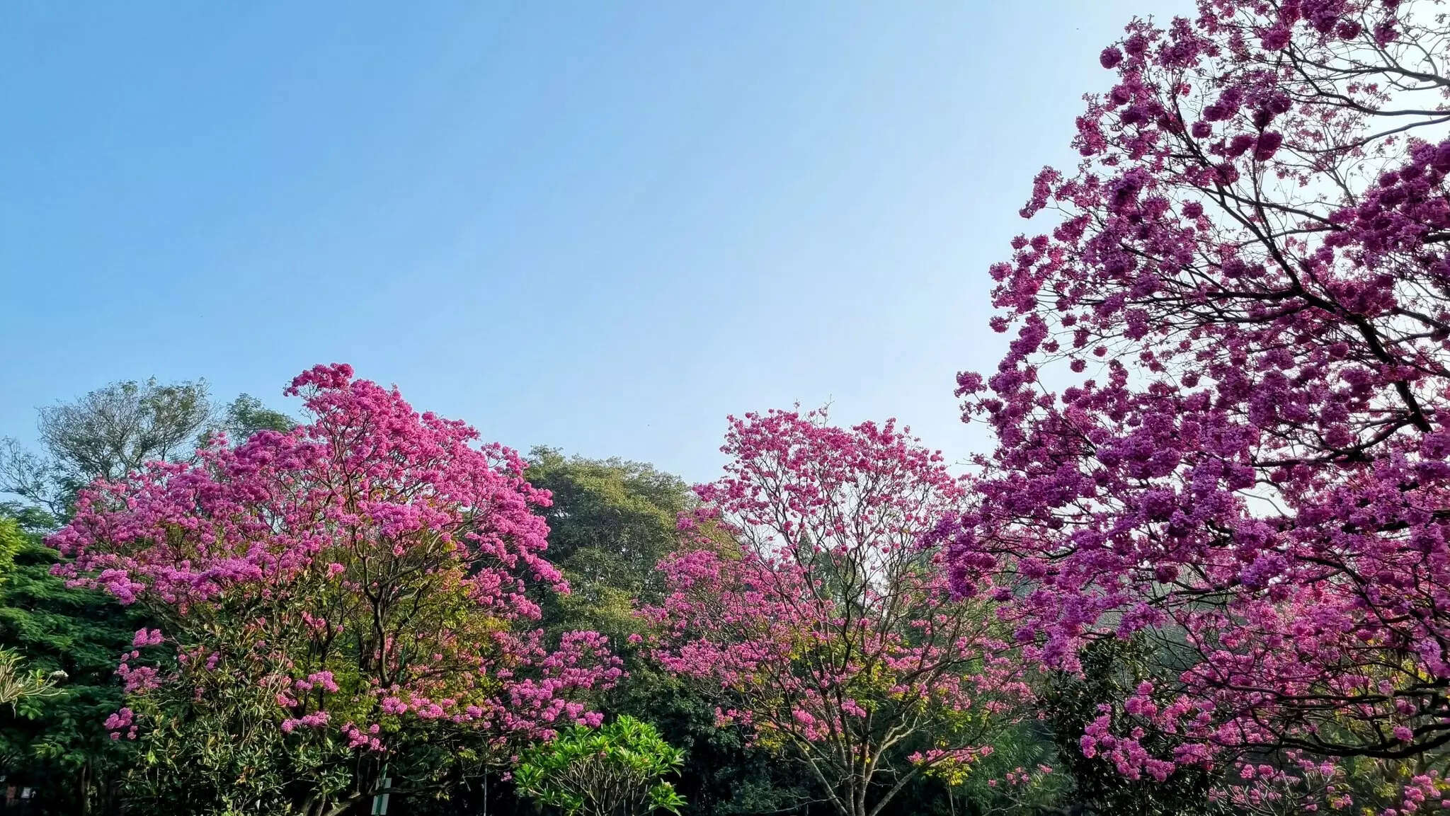 Cherry Blossom: Bengaluru Takes On Pink Hues With Blossom Season ...