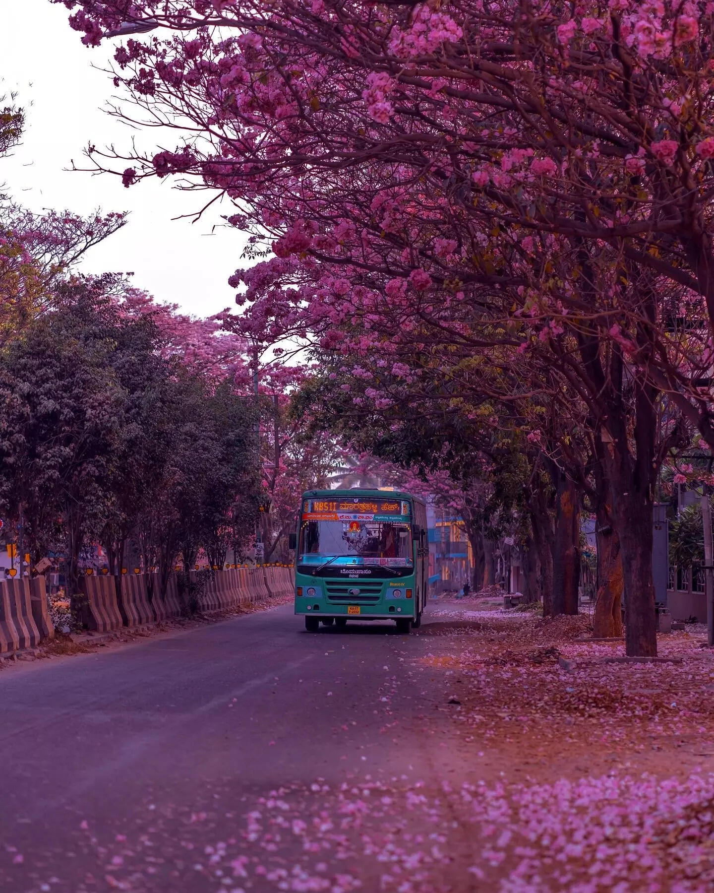 Cherry Blossom: Bengaluru Takes On Pink Hues With Blossom Season ...