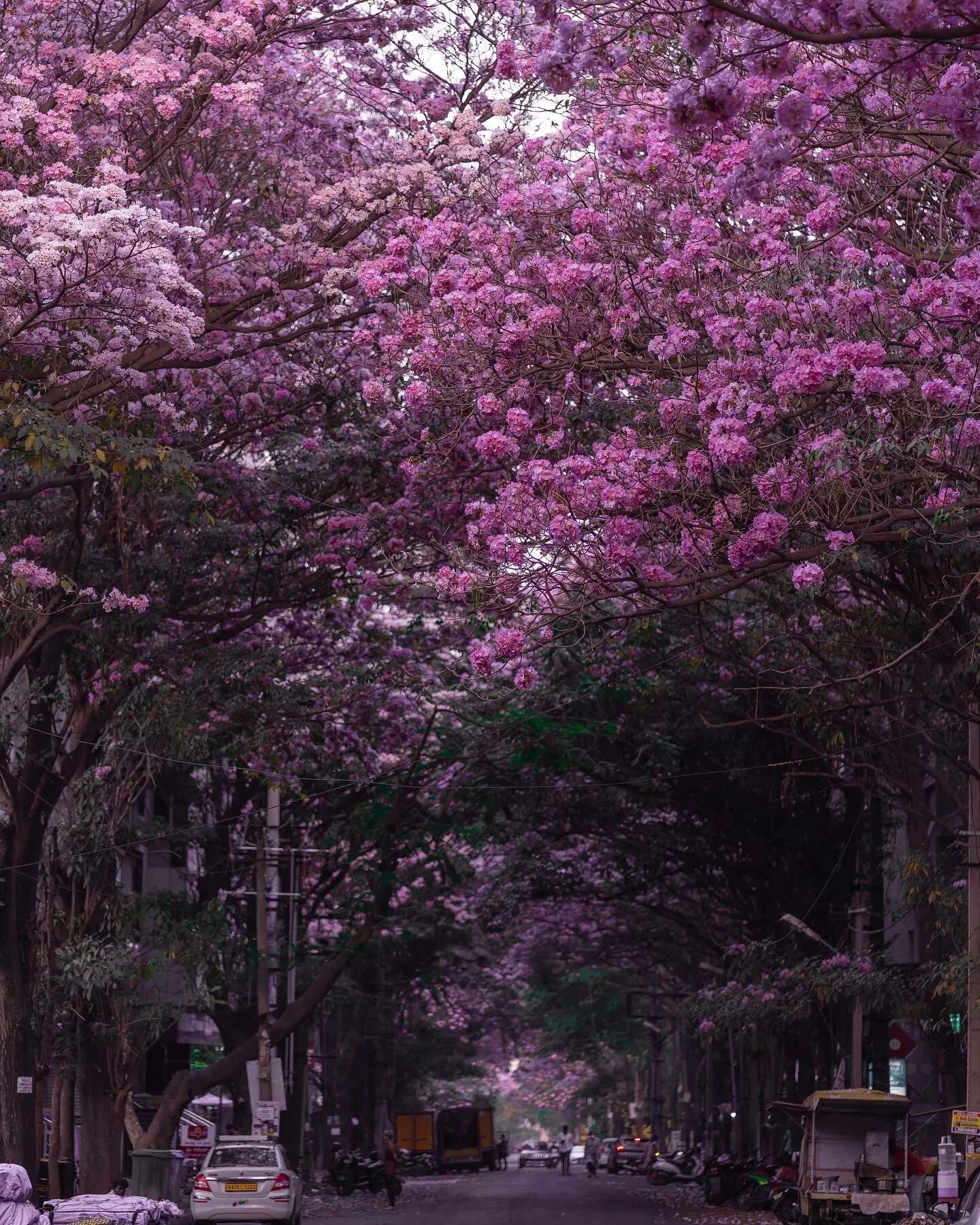 Cherry Blossom: Bengaluru Takes On Pink Hues With Blossom Season ...