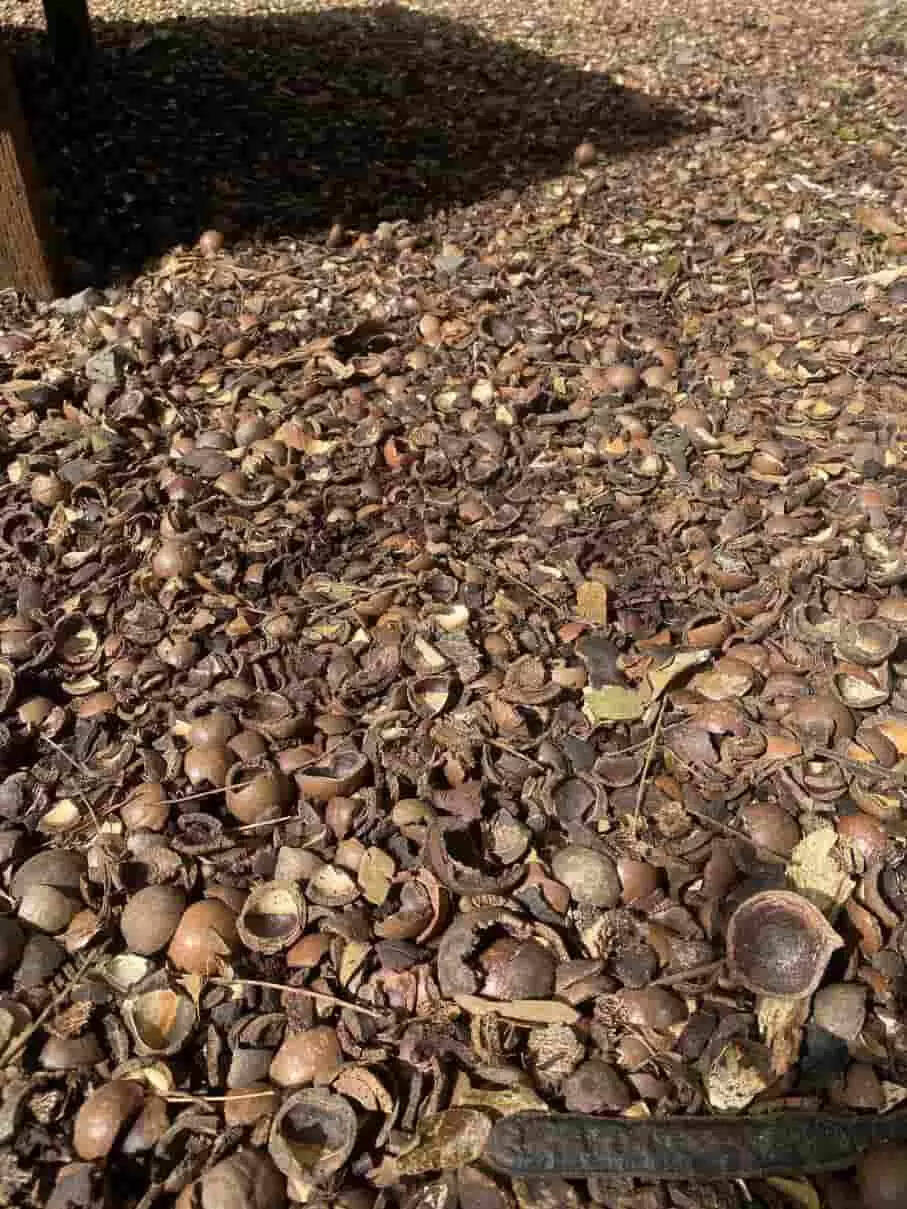 Optical Illusion Test: Challenge Yourself To Spot A Key In The Forest ...