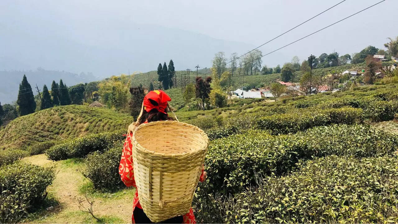 Kurseong hill station: BEST Places to Visit, Things to Do in Kurseong ...
