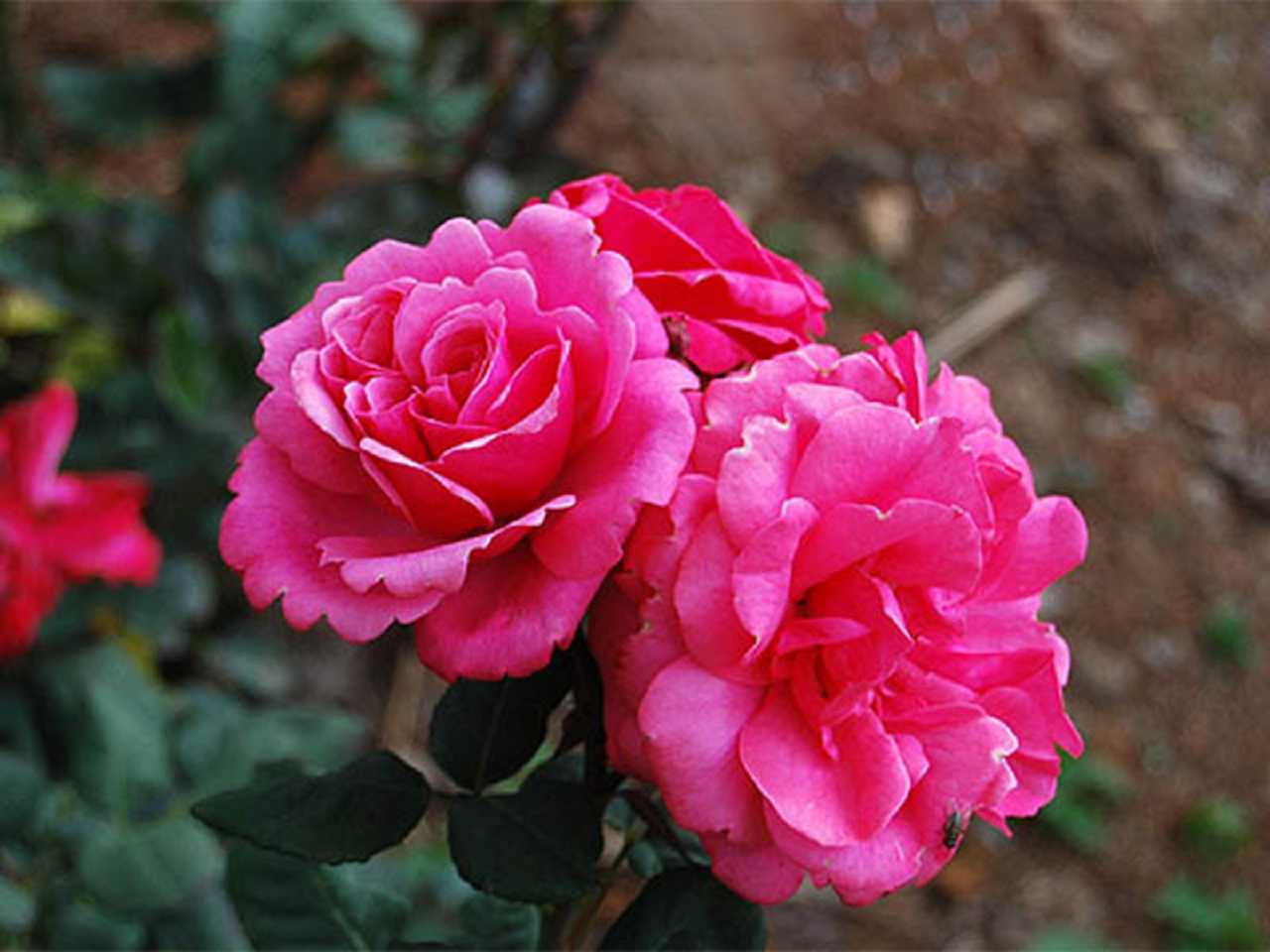 देवाला दररोज अर्पण करा ही चार फुलं, पैसा एवढा मिळेल की आवरला जाणार नाही ...