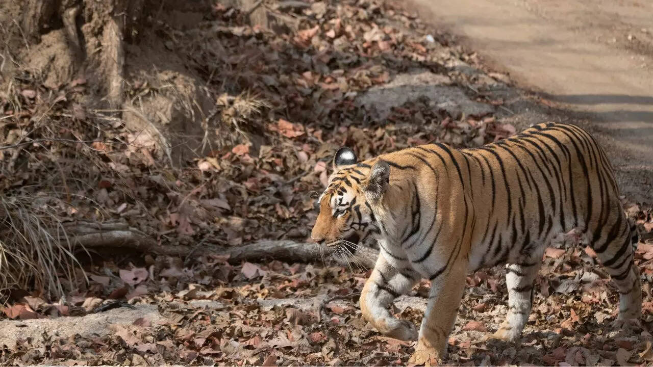 Favourite Travel Destinations Of Ambanis: These Wildlife Vacation Spots ...