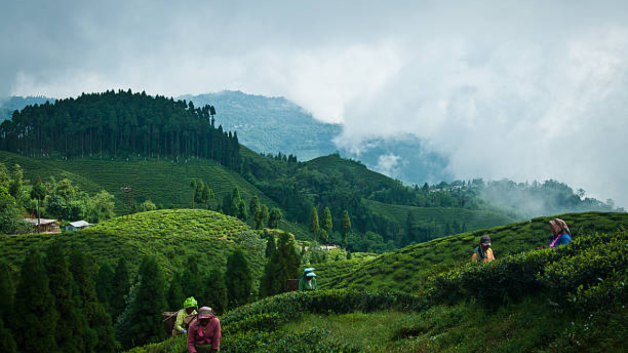 PM Modi Enjoys Assam’s Tea Gardens; Here Are The Tea Estates You Can ...