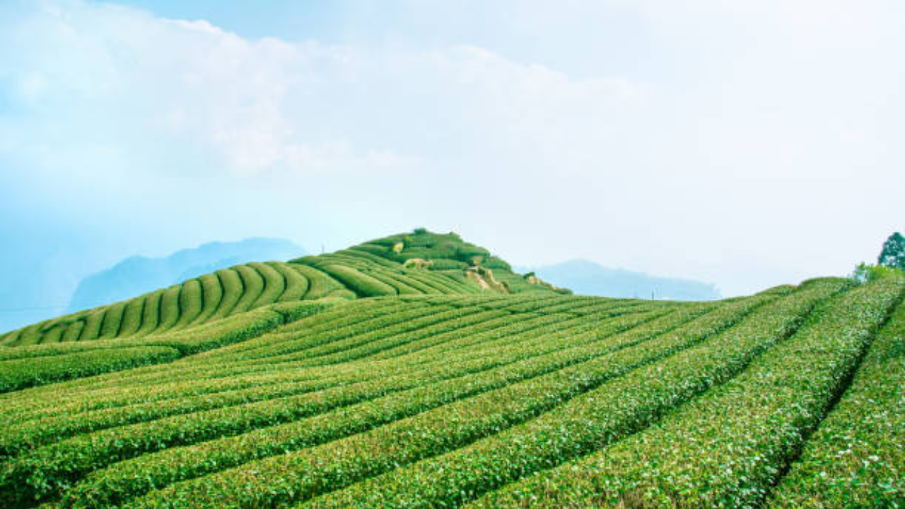 PM Modi Enjoys Assam’s Tea Gardens; Here Are The Tea Estates You Can ...