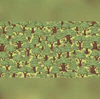 Optical Illusion: What You See in the Picture Reveals If You Are An ...