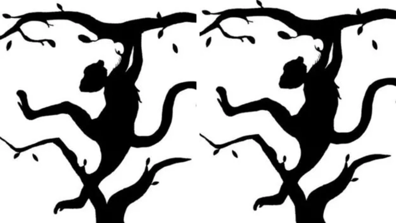 Optical Illusion: The Animal You See First Can Reveal Which Side Of ...