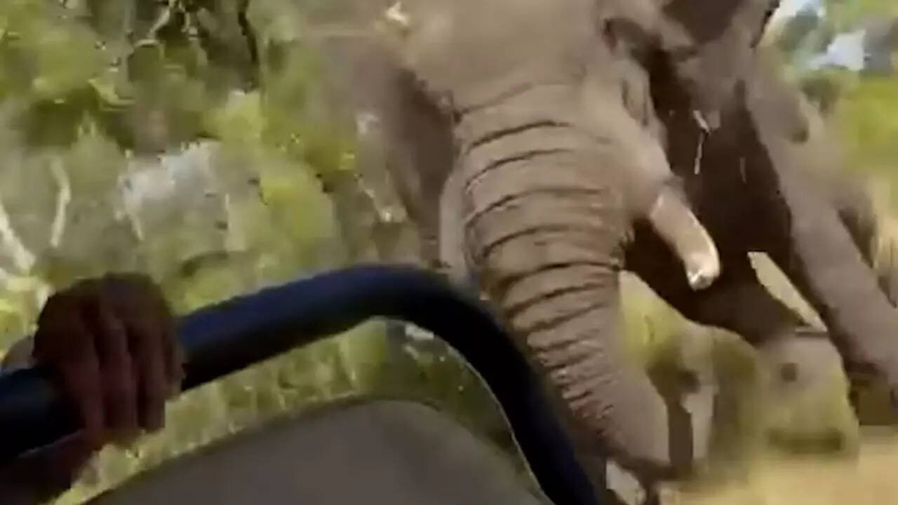 African Safari Elephant Attack: Tourist Killed In Tragic Elephant ...