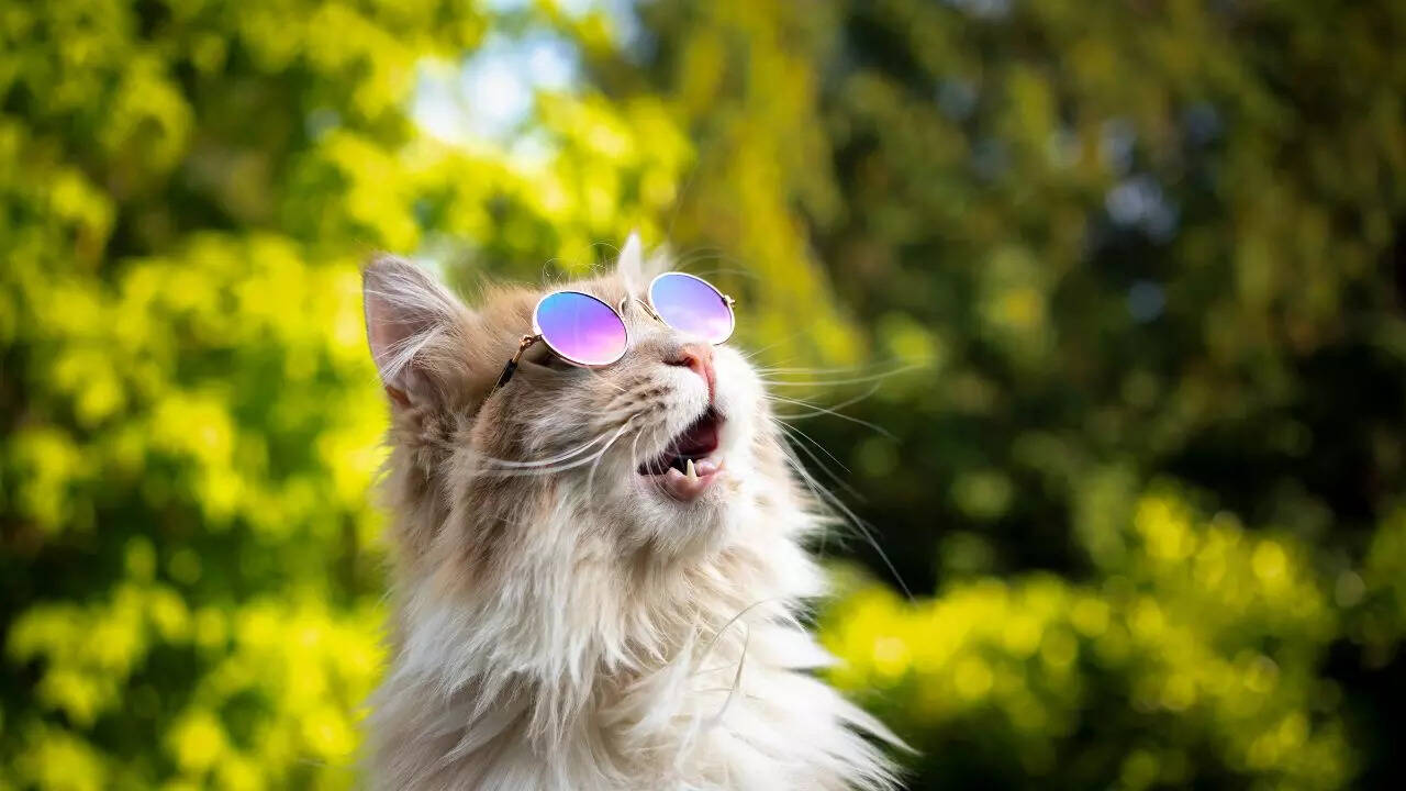 Total Solar Eclipse on April 8: How To Keep Your Pets Safe During Surya ...