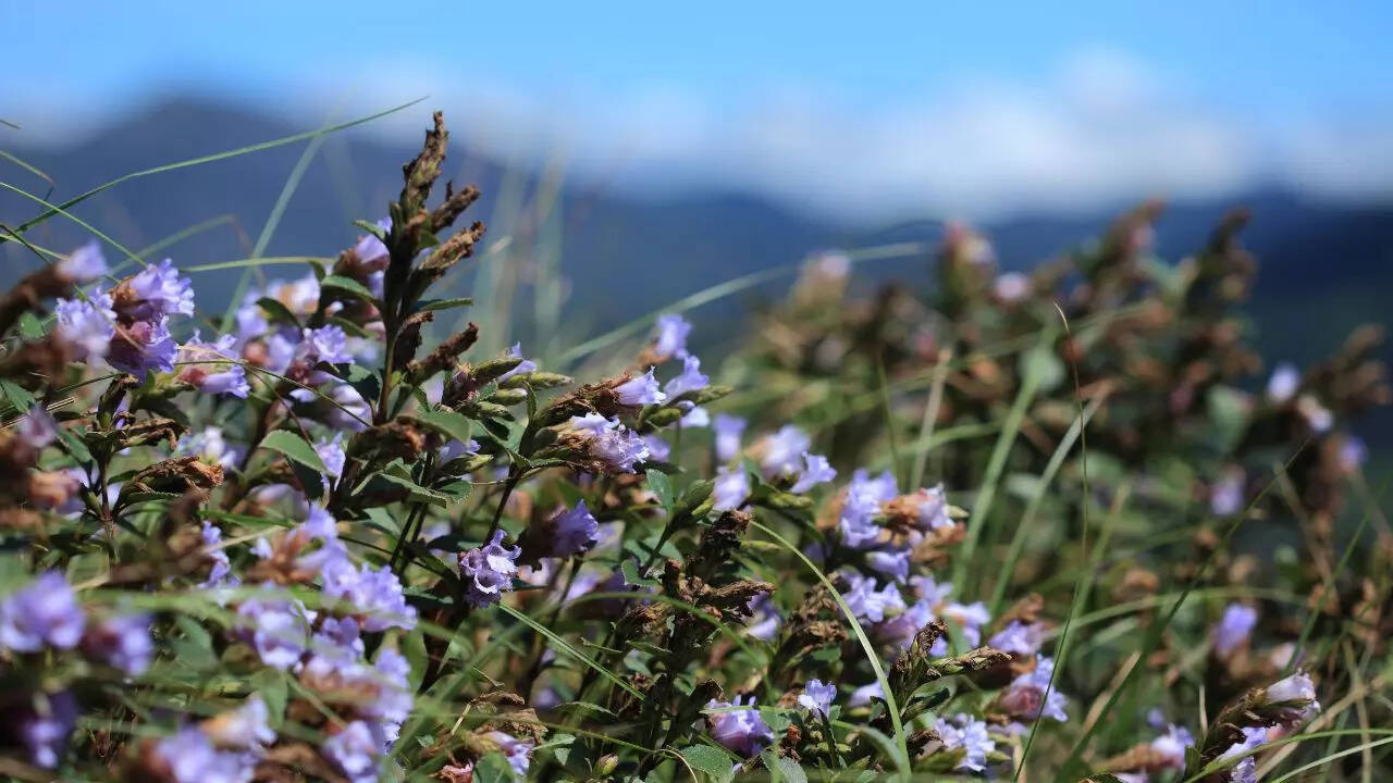 Top Flower Valleys in India: India's Beautiful Flower Valleys That Will ...