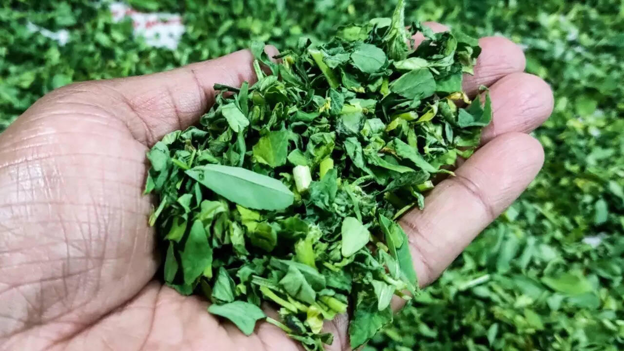 History Of Kasturi Methi: How Kasuri Methi Became A Punjabi Staple: The ...