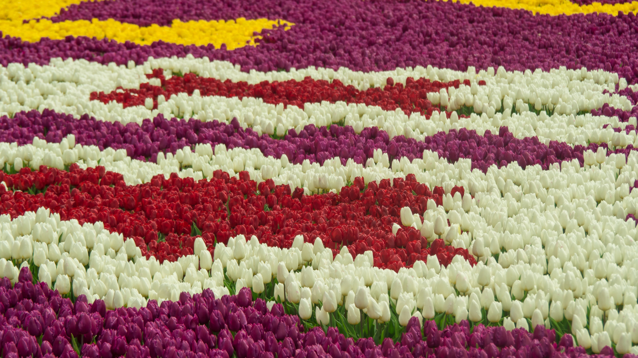 8 Most Beautiful and Best Tulip Gardens In The World