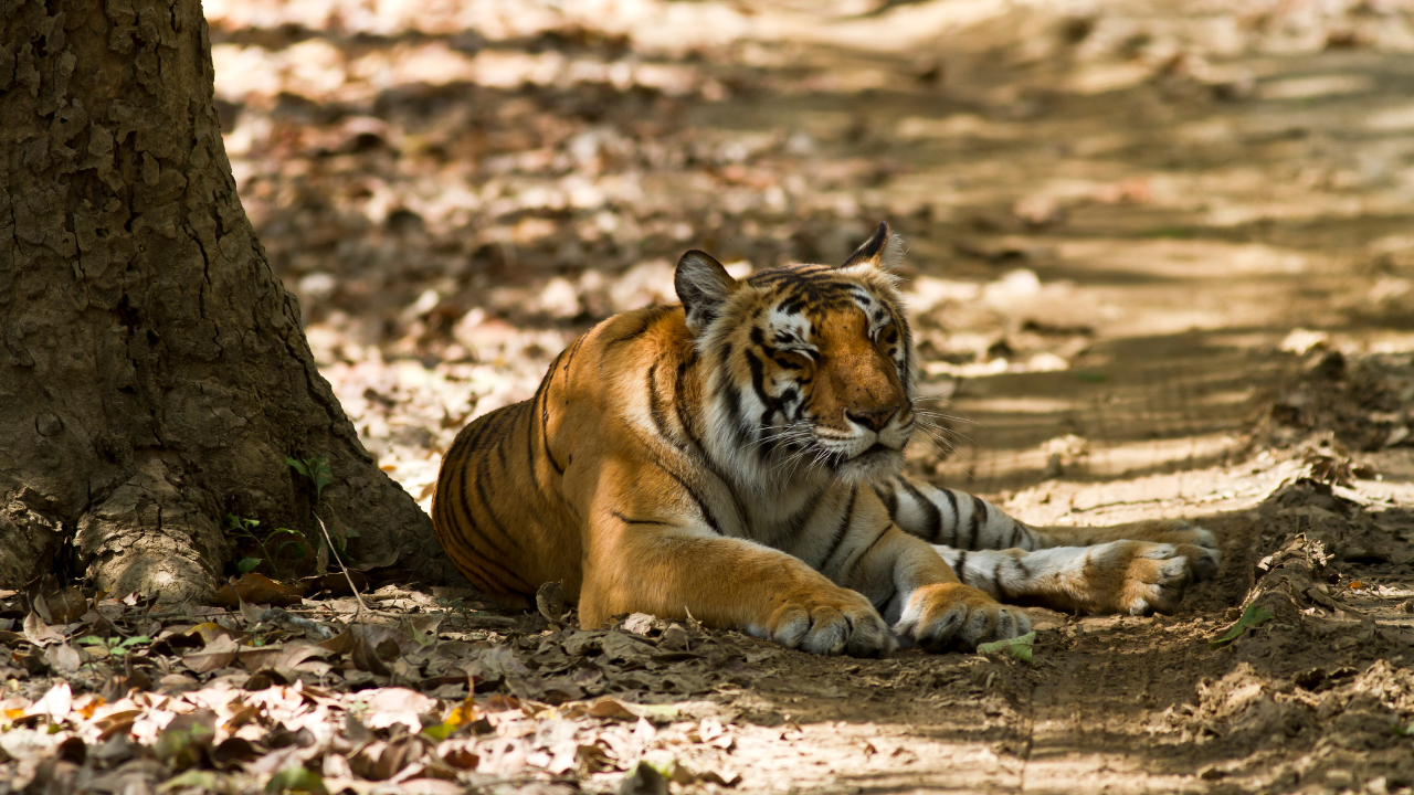 7 Safari Zones in Jim Corbett National Park