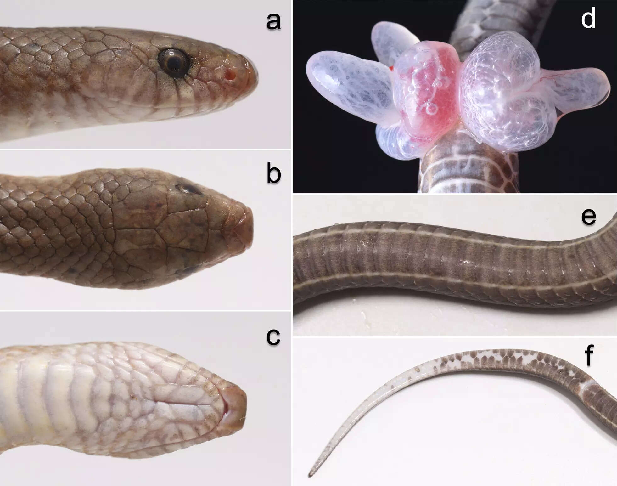 Mysterious New Species Of Kukri Snake With Blade-Like Fangs Discovered ...