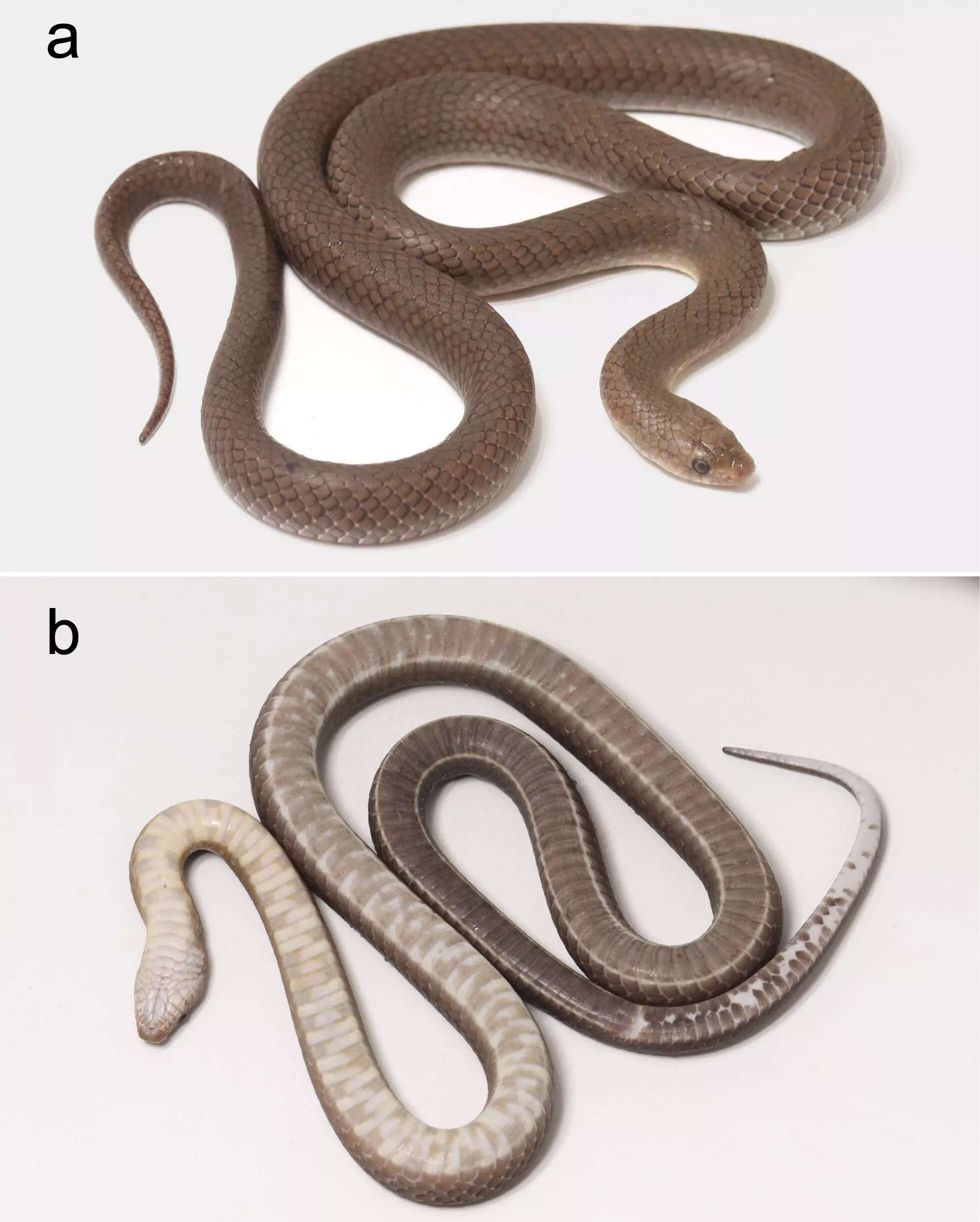 Mysterious New Species Of Kukri Snake With Blade-Like Fangs Discovered ...
