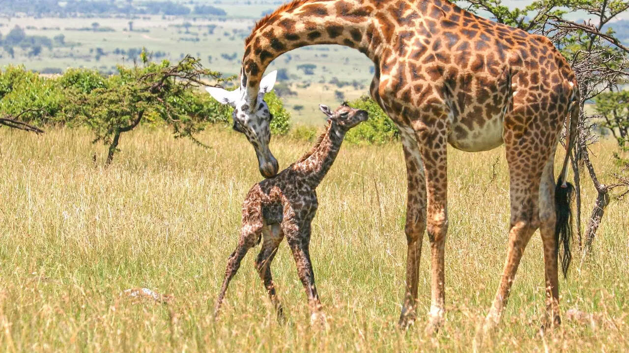 Caught On Camera: Baby Giraffe Takes First Steps Minutes After Being ...