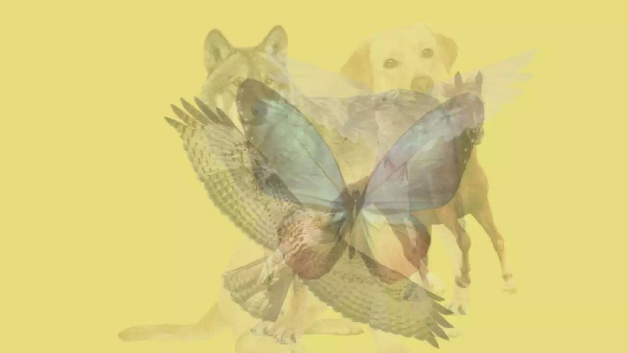 Optical Illusion | Personality Test: The Animal You See First Will Tell ...