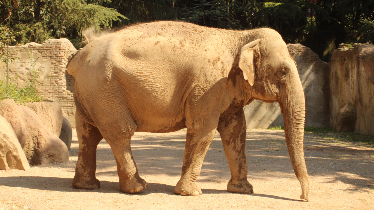 8 Best Zoos In India You Must Visit With Your Kids