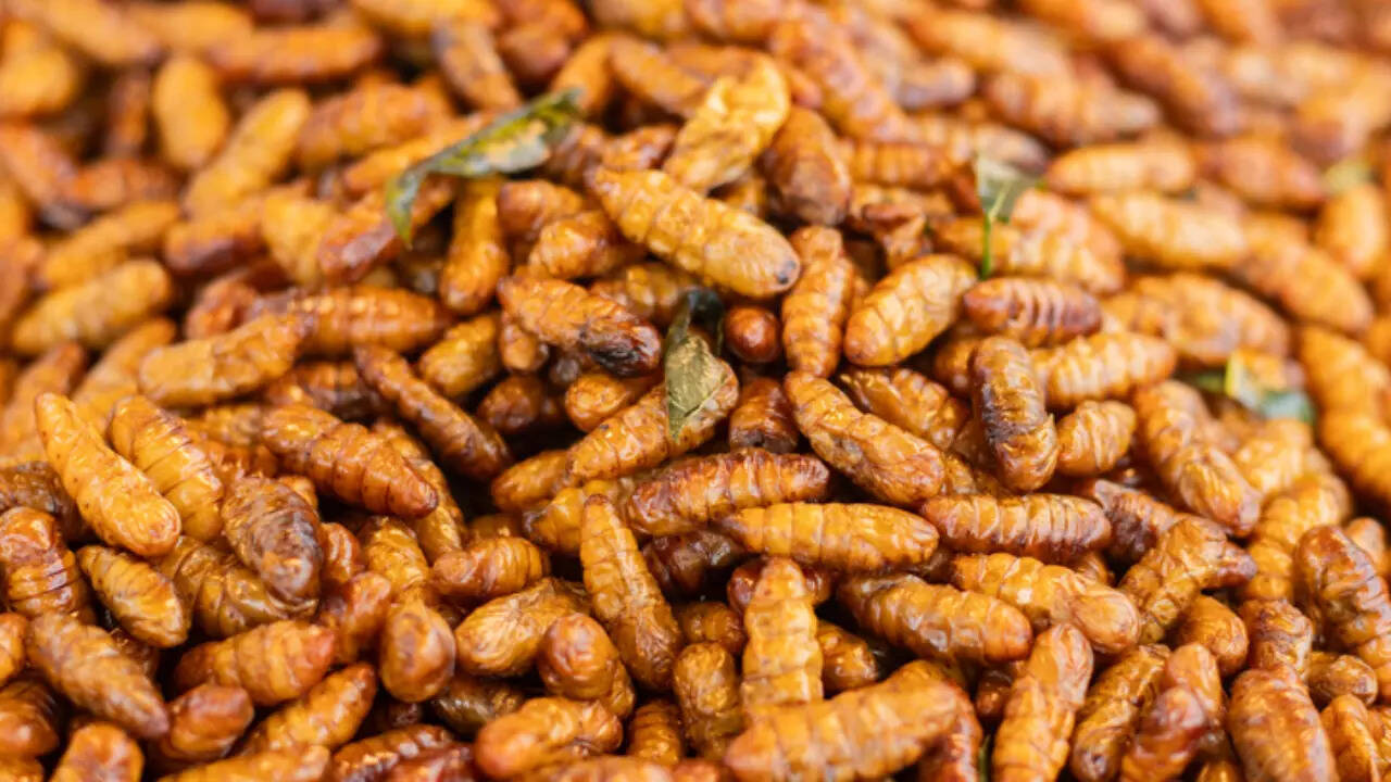 Entomophagy: Insects On Your Plate! A Taste Of India's Indigenous ...