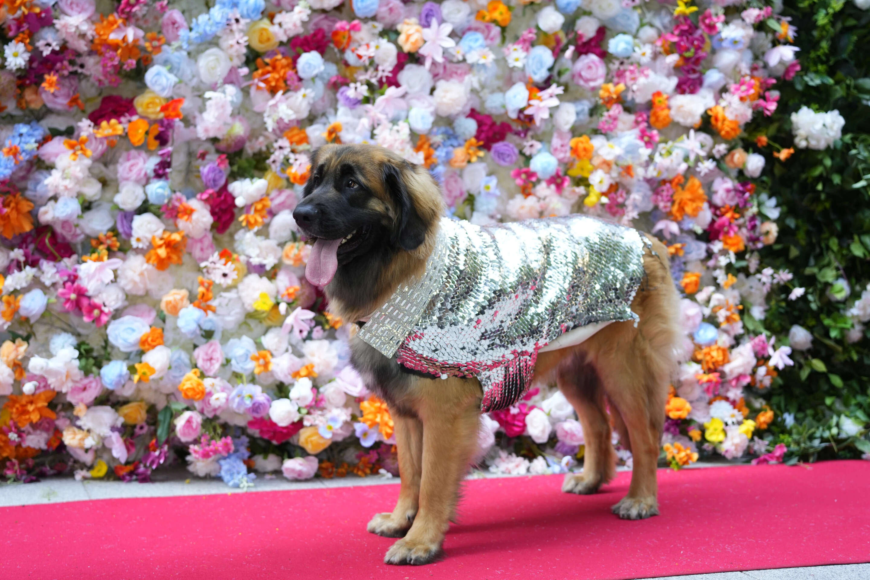Pet Gala Highlights: Canines Walk Red Carpet Inspired By Cardi B And ...