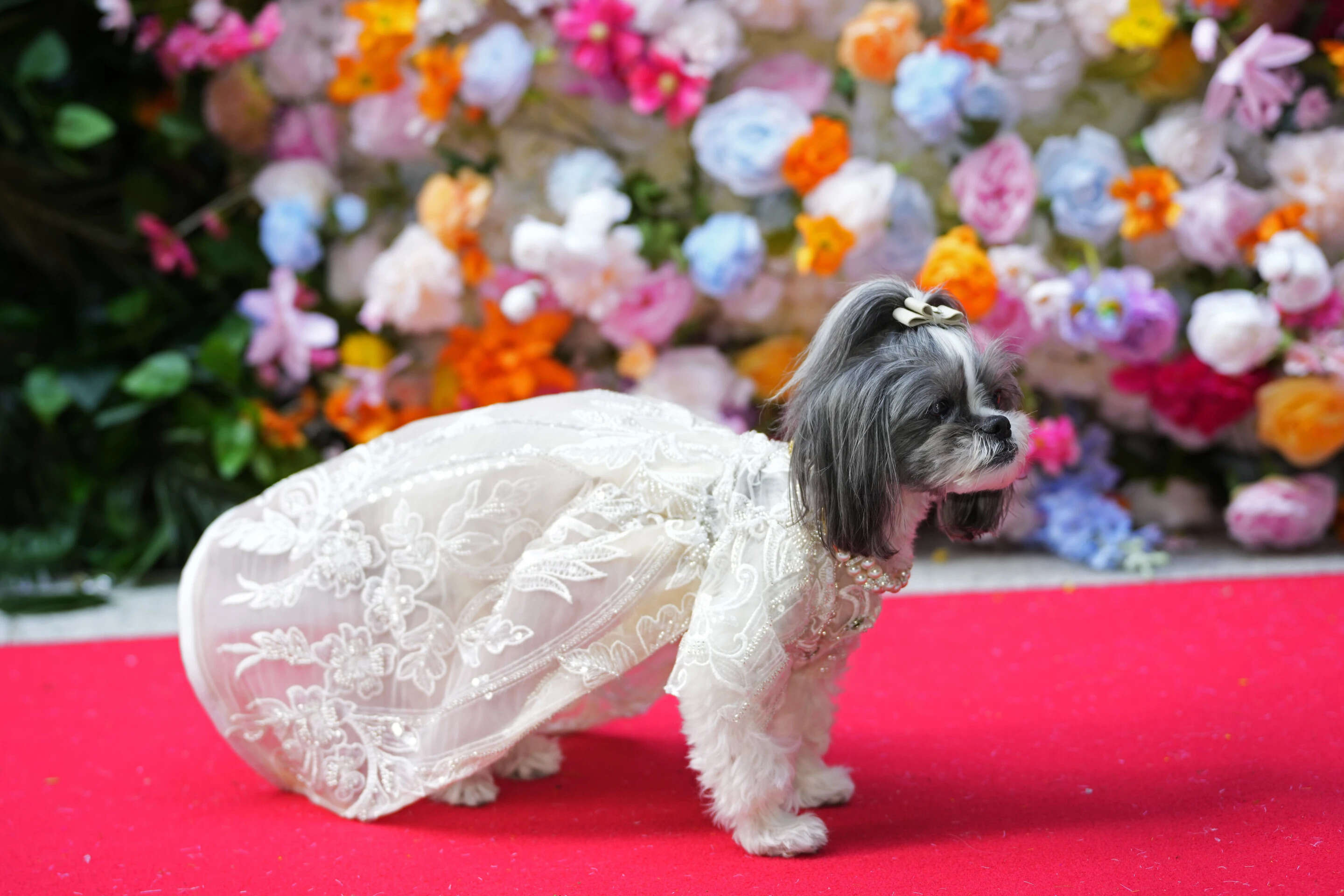 Pet Gala Highlights: Canines Walk Red Carpet Inspired By Cardi B And ...