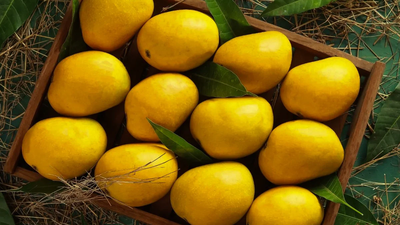 8 States And Their Famous Mango Varieties, From Chausa To Malda | Times Now