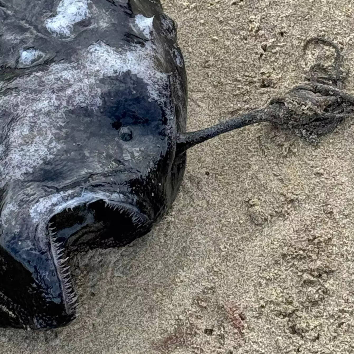 Super Rare Alien-Like Fish Washes Up On US Beach – See Photos | Times Now