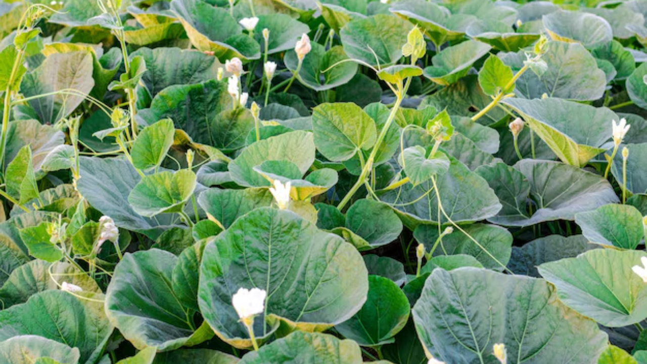 Moringa To Gongura Leaves- Know These 7 Lesser-Known Greens Used In ...