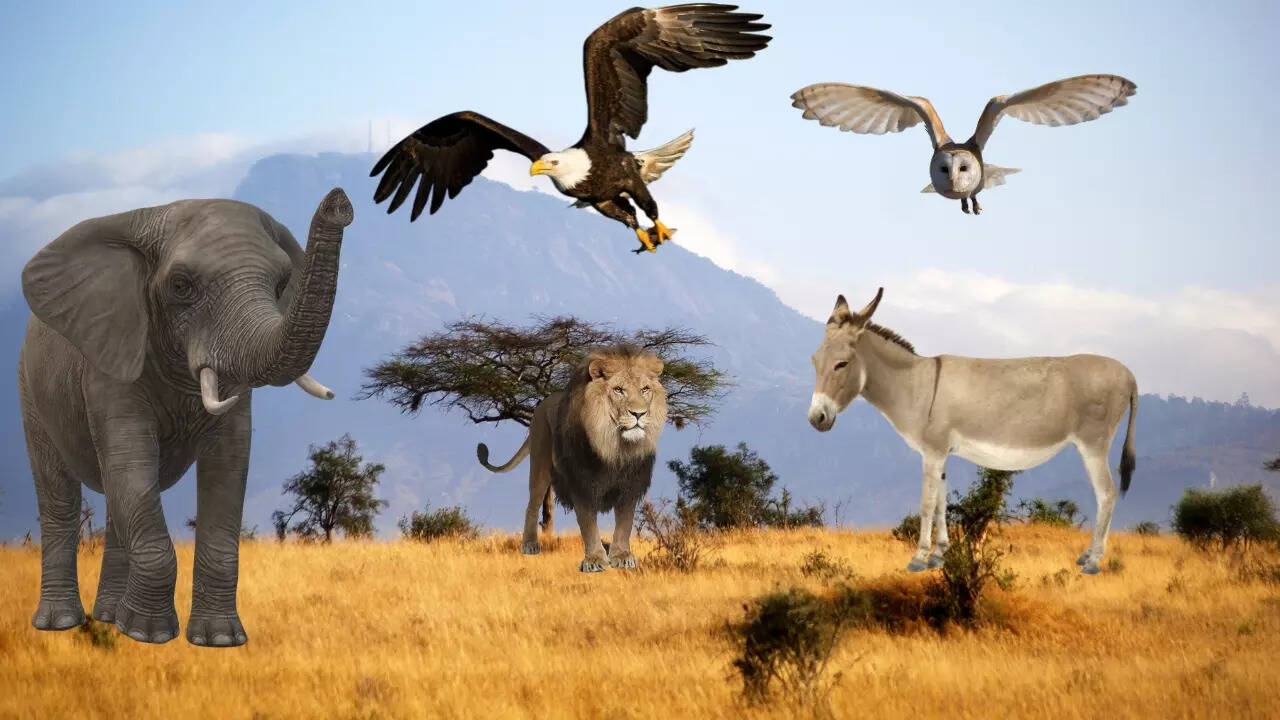 The First of the Five Animals You Notice is Key to This Personality ...