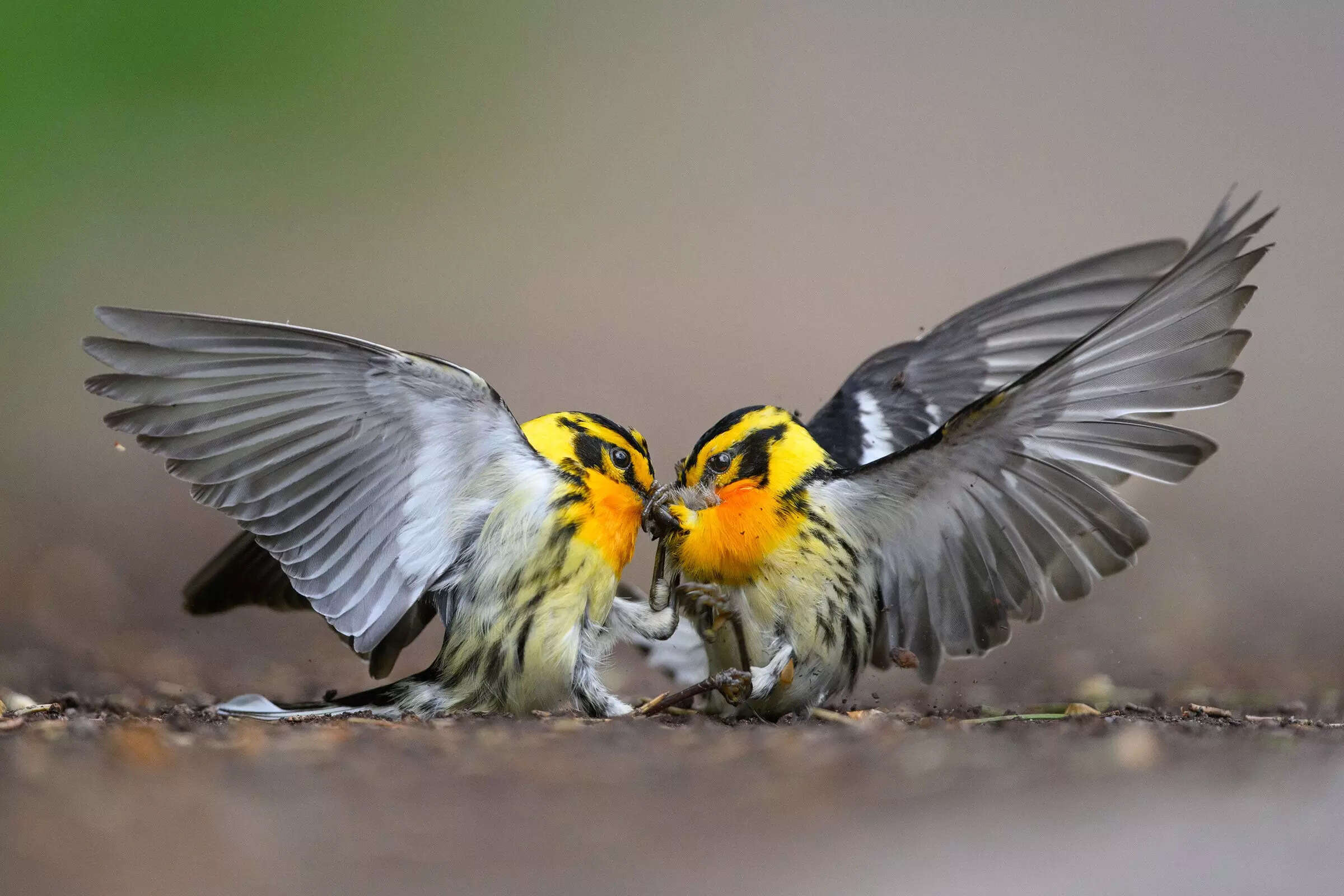 2024 Audubon Photography Awards: Incredible Winning Shots of Birds in ...