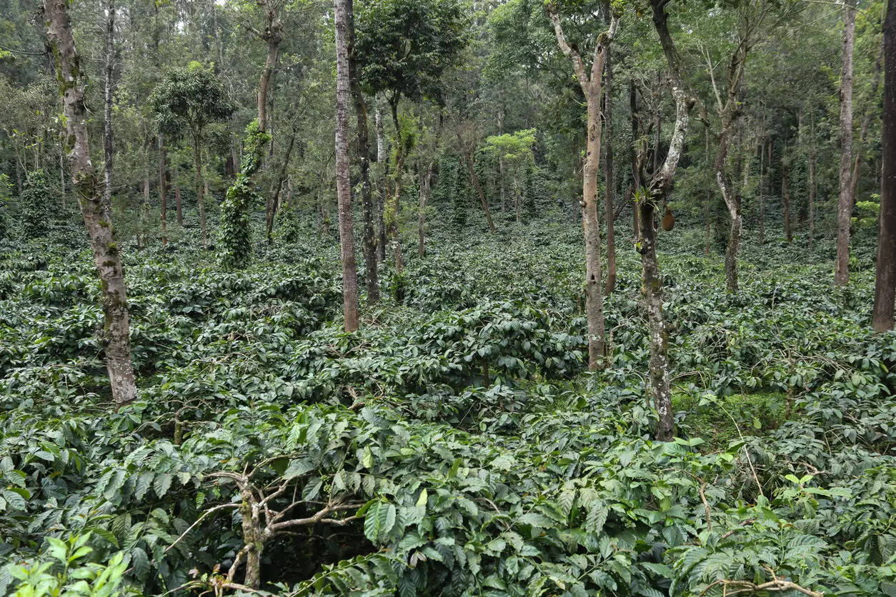 7 Offbeat Experiences To Try During Monsoon In India | Times Now
